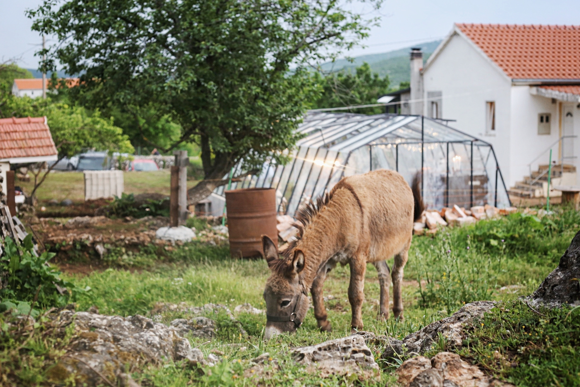 Farm House: jedinstvena gastro priča večera u stakleniku